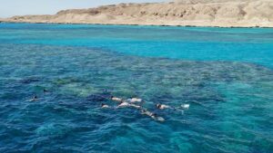 The Ultimate Guide To Scuba Diving In The Red Sea