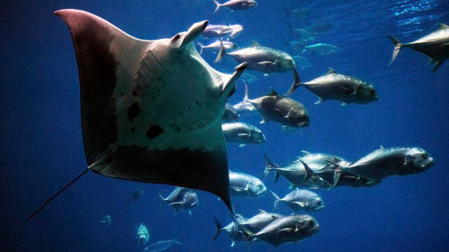 The Ultimate Guide To Scuba Diving In The Red Sea