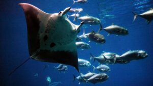 The Ultimate Guide To Scuba Diving In The Red Sea