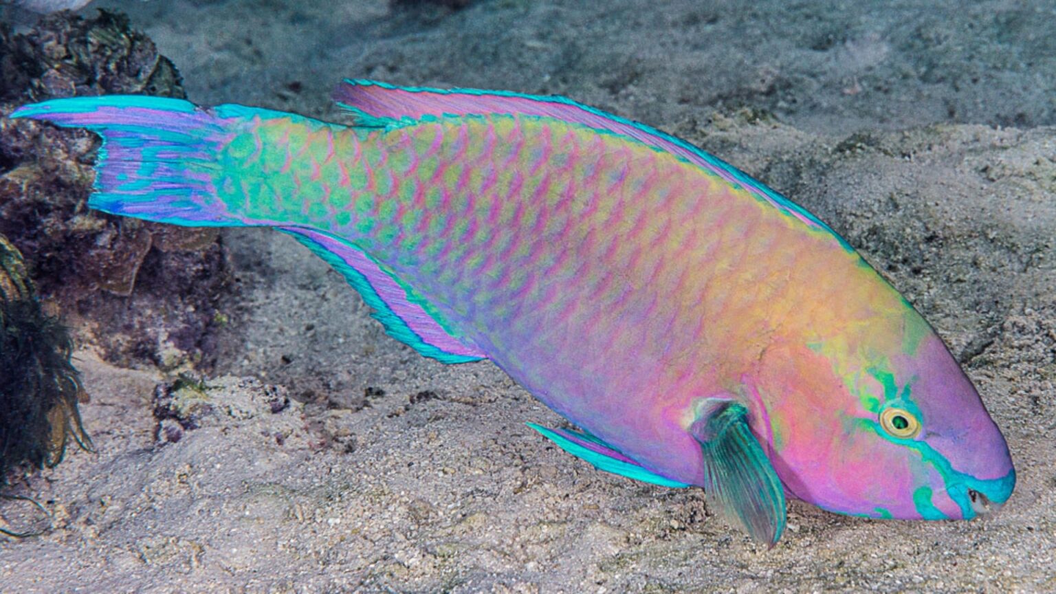 The Ultimate Guide To Scuba Diving In The Red Sea