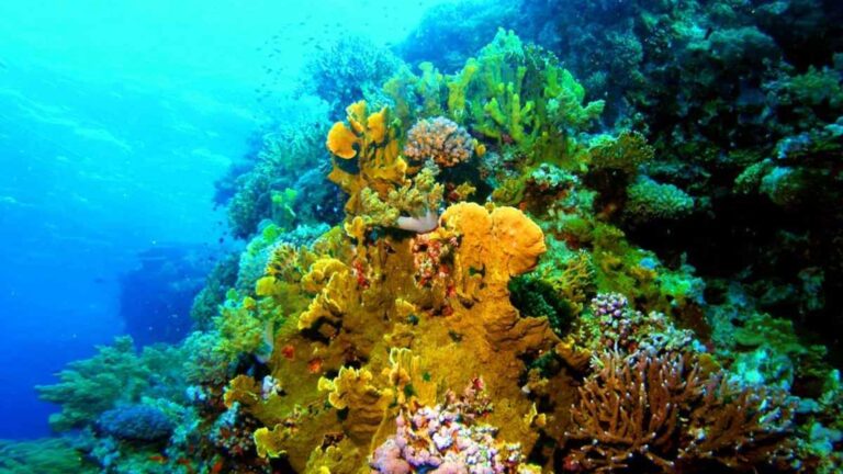 The Ultimate Guide To Scuba Diving In The Red Sea