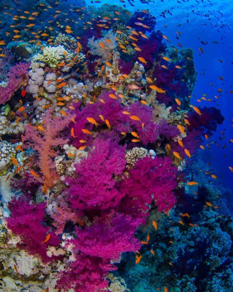 The Ultimate Guide To Scuba Diving In The Red Sea