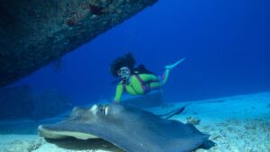 The Ultimate Guide To Scuba Diving In Bimini, Bahamas ...