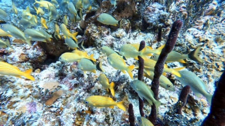The Ultimate Guide To Scuba Diving In Bimini, Bahamas ...
