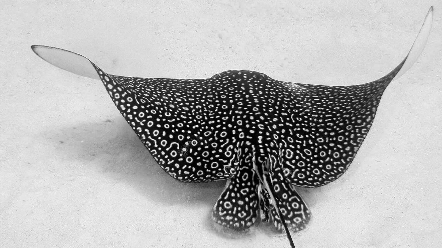 The Ultimate Guide To Scuba Diving In Bimini, Bahamas ...