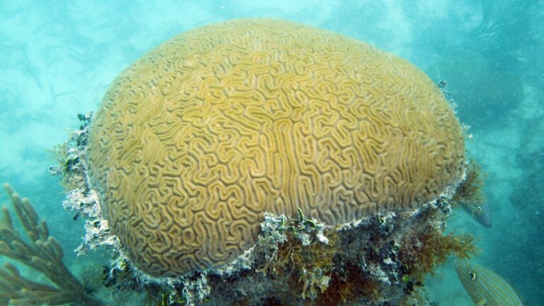 The Ultimate Guide to Scuba Diving In Panama - travelingwithscubajay.com
