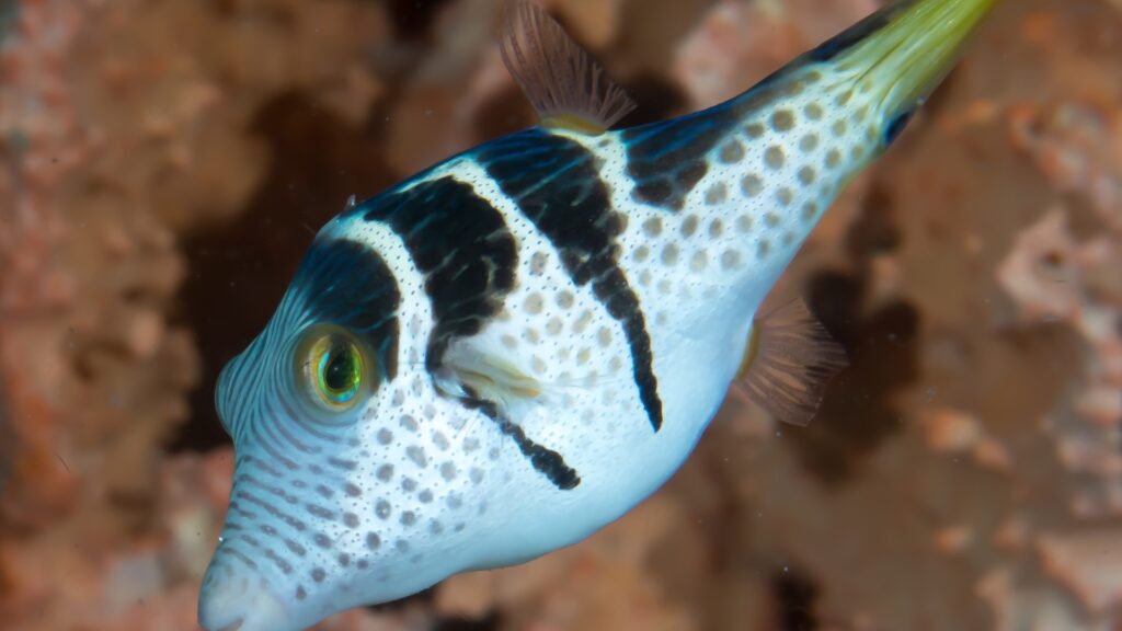 The Ultimate Guide to Scuba Diving In Panama - travelingwithscubajay.com