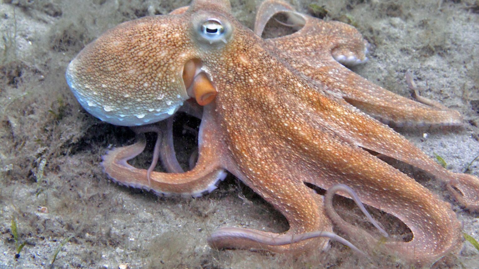 The Ultimate Guide To Scuba Diving In St. Lucia - travelingwithscubajay.com