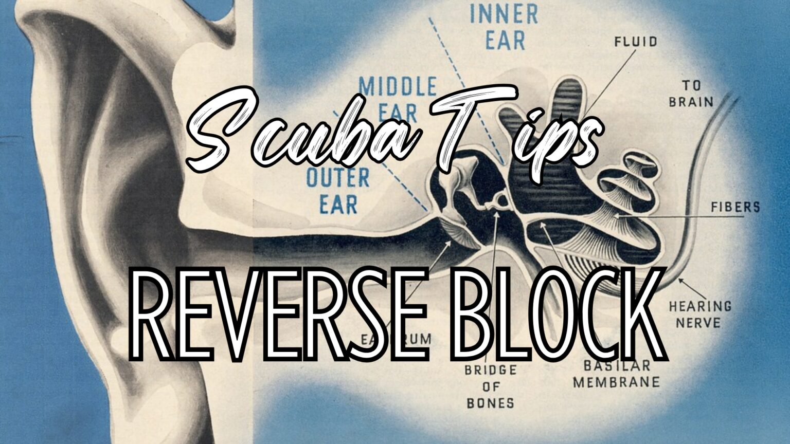 Scuba Diving And Reverse Block (According To A Scuba Instructor ...
